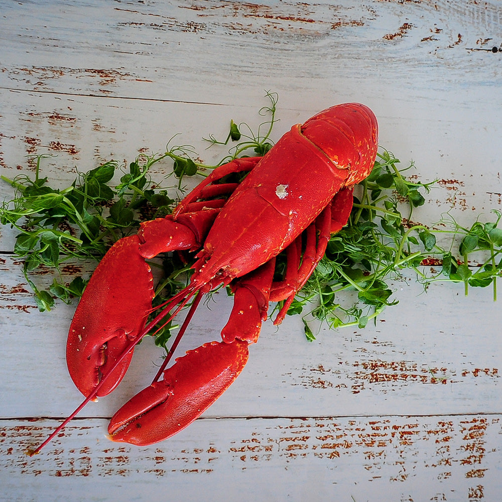 how to cook whole lobster uk